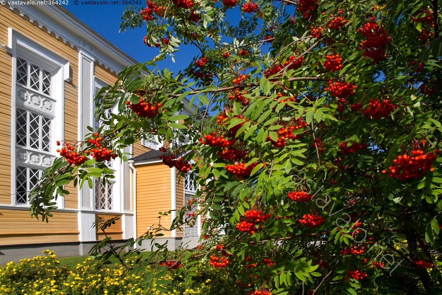 Kuva: Kirkko ja pihlaja - Sorbus aucuparia pihlaja kotipihlaja kirkko ...