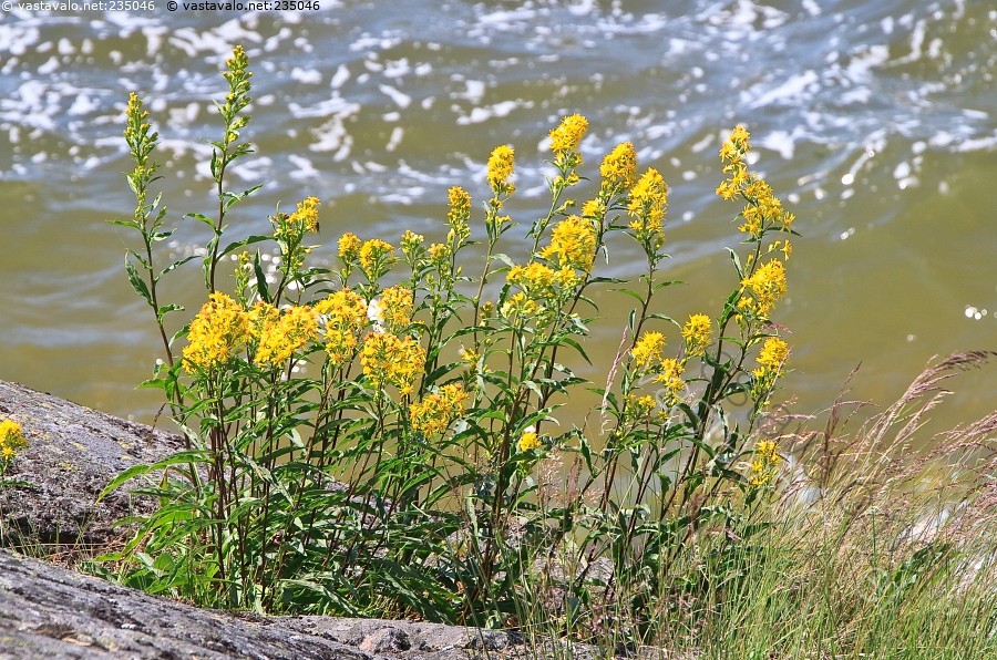 Kuva: Kultapiisku meren rannalla - kultapiisku solidago virgaurea kukka ...