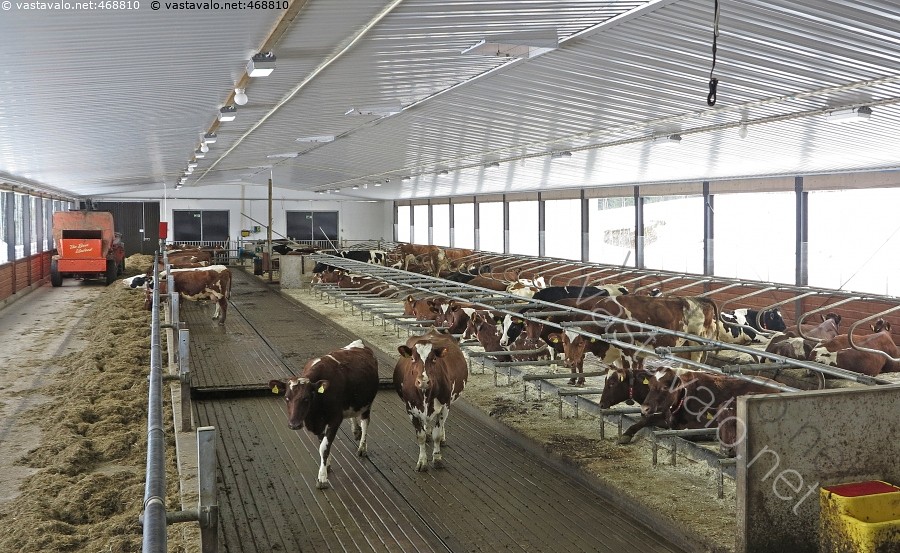 Kuva: Lehmät pihattonavetassa - navetta pihattonavetta navetassa ...