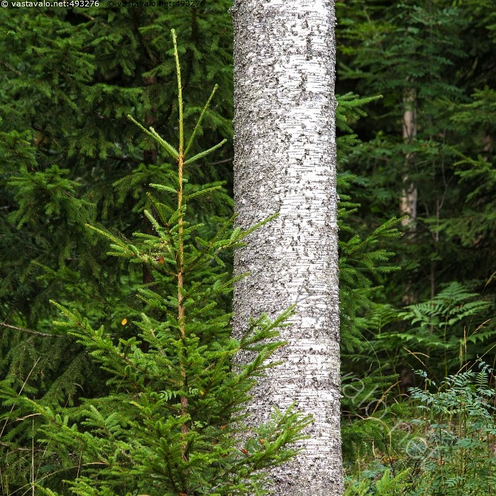 Kuva: Nuori kuusi ja vanha koivu - kuusi koivu Betula pendula Picea ...