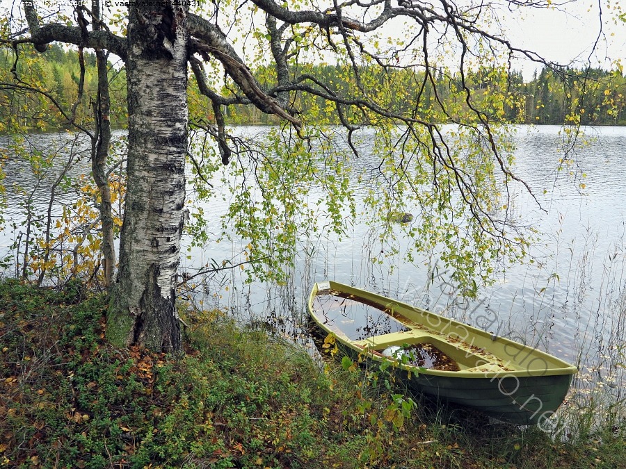 Kuva: Rantakoivu ja vene - vene soutuvene vihreä lasikuituvene airo ...