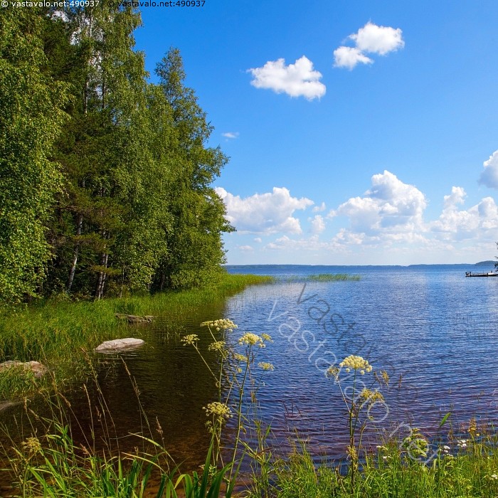 Kuva: Suomen suvi 3 - Angelica sylvestris karhunputki rantamaisema ...