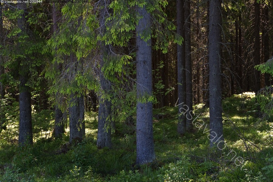 Kuva: Talousmetsäkuusikko - kuusi puu puut puulaji puulait kuusikko ...