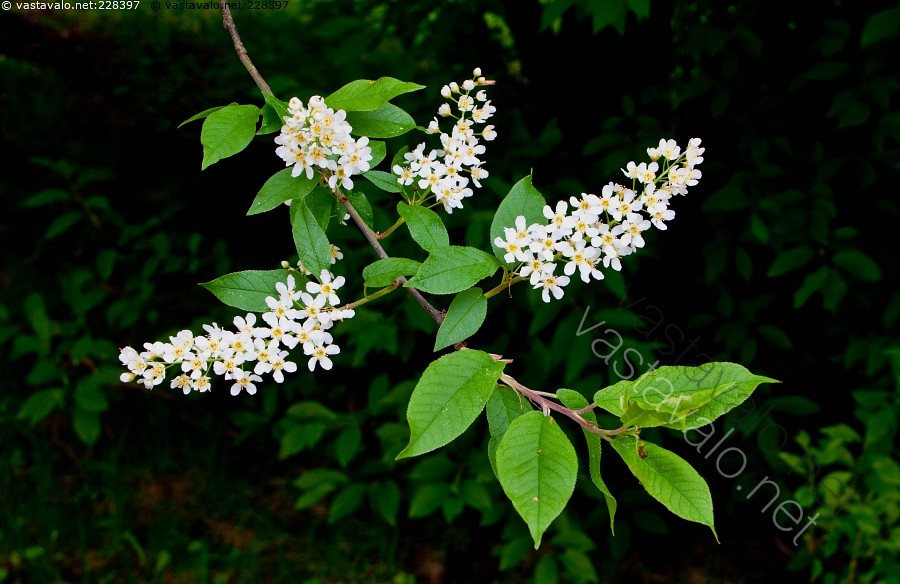 Kuva: Tuomi kukkii - tuomi tuomipuu tuomenkukka kukkiva kevät keväällä ...