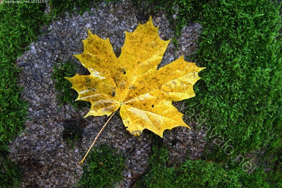 Kuva: Vain vaahteranlehti - vaahtera puunlehti keltainen kellastunut ...