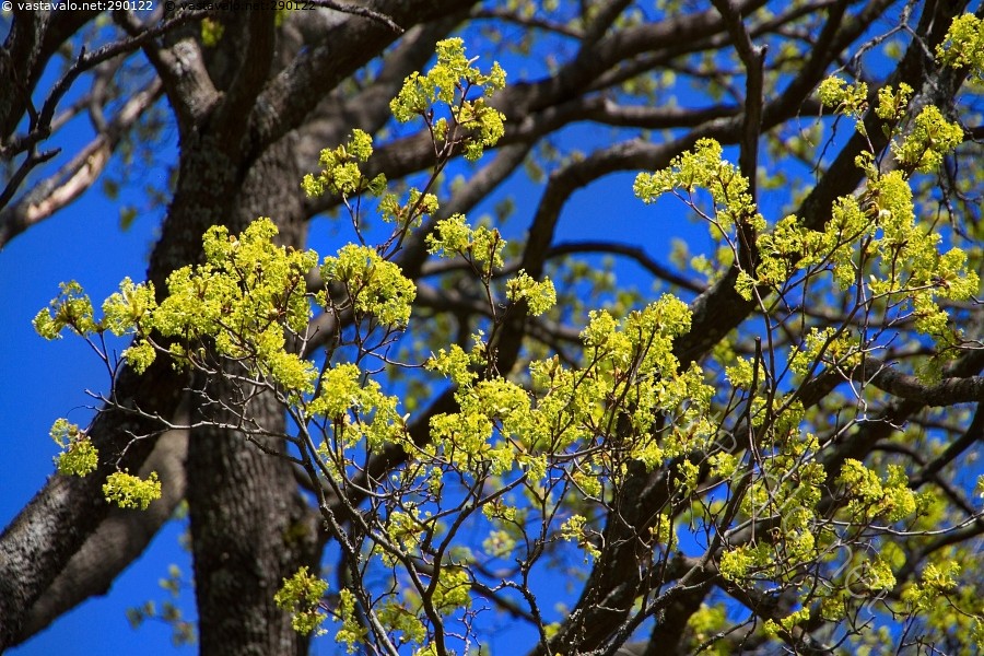 Kuva: Vanhan vaahteran kukat - Acer platanoides vaahtera kukkiva kukat ...
