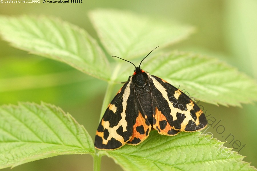 Kuva: täpläsiilikäs vadelman lehdellä - Täpläsiilikäs täpläkehrääjä ...