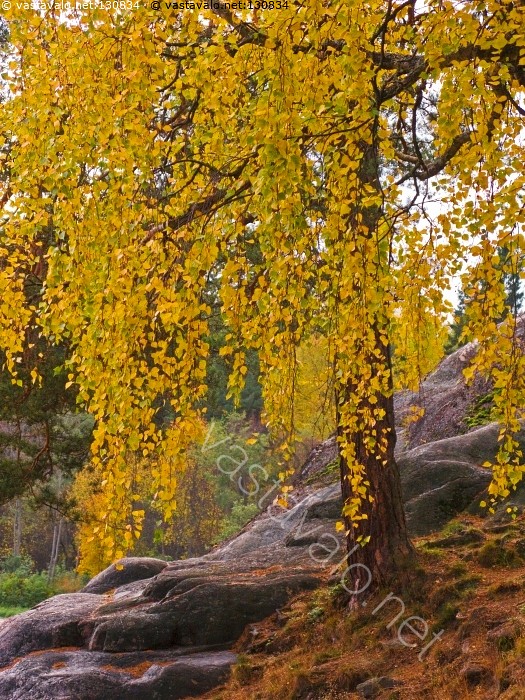 Kuva: Riippakoivu - riippakoivu rauduskoivu betula pendula rantapuu ...
