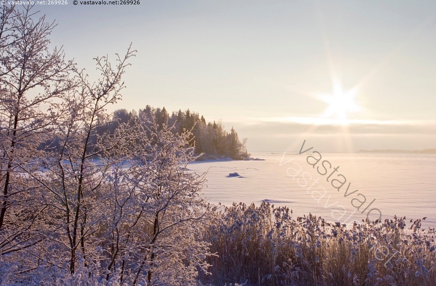 Kuva: Rantamaisema - kuurapuut kuuraiset puut meri talvimaisema ...