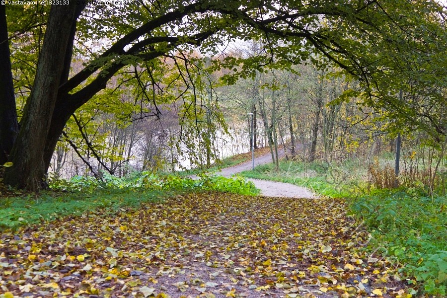 Kuva: Puistopolut - iso lehdet lehmus lehtipuu lehtipuut lehto lokakuu ...