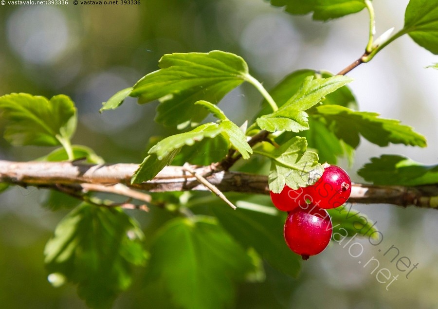 Kuva: Taikinamarjapensas - Ribes alpinum lehdet lehtokasvi marja ...