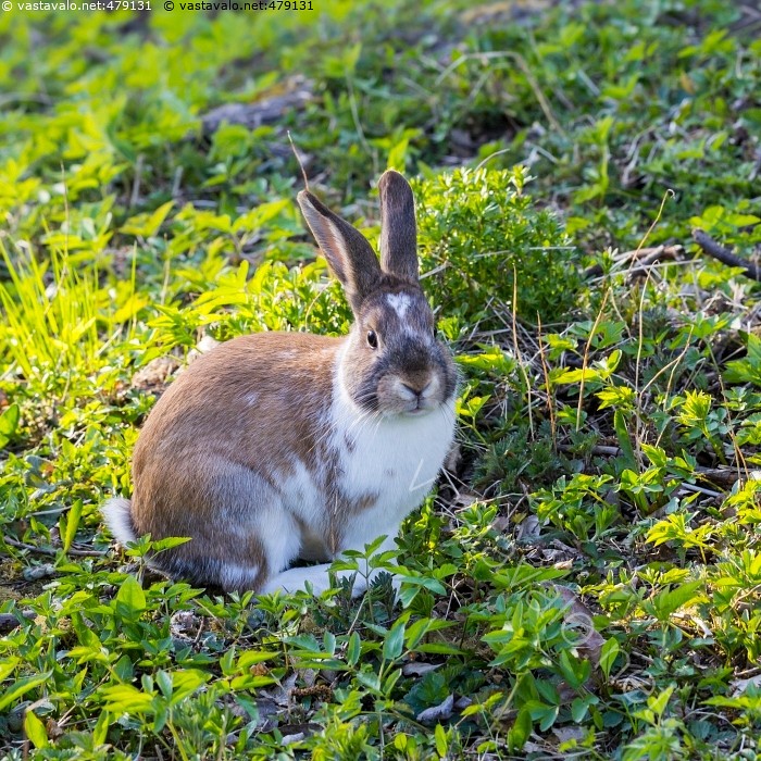 Kuva: Kani - Oryctolagus cuniculus citykani jäniseläin kani kaniini ...