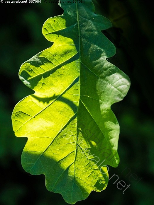 Kuva: Tammenlehti - Quercus robur jalopuu kesä lehti lehtipuu ...