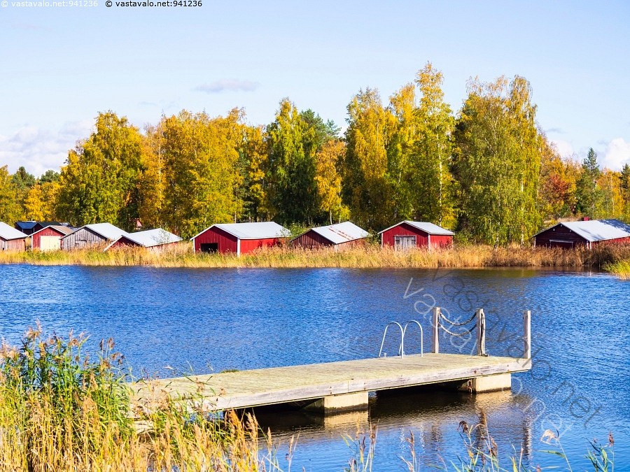 Kuva: Syysmaisema - järviruoko kaislikko keltainen koivu puu keltaiset ...