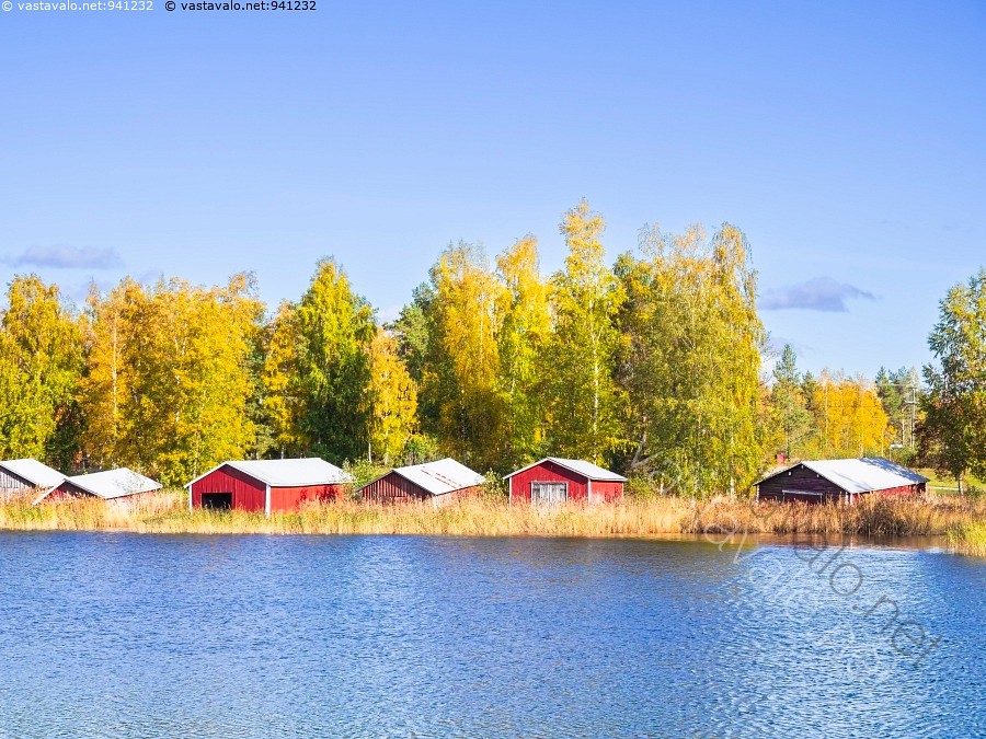 Kuva: Syysmaisema - järviruoko kaislikko keltainen koivu puu lokakuu ...