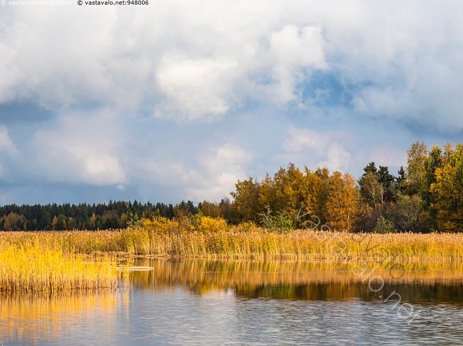 Kuva: Ruska-aikaan - heijastua veteen heijastus järviruoko kaislikko ...