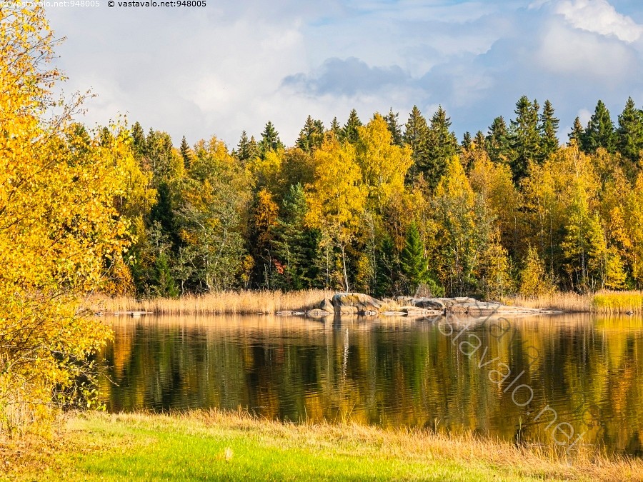 Kuva: Ruska-aikaan - heijastua veteen heijastus järviruoko kaislikko ...