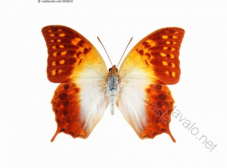 Kuva: Perhonen - perhonen lehtisoturi Charaxes varanes kaunis kauneus ...