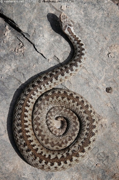 Kuva: Kyy 6 - Vipera berus kyy kyykäärme käärme myrkyllinen kesä suomu ...