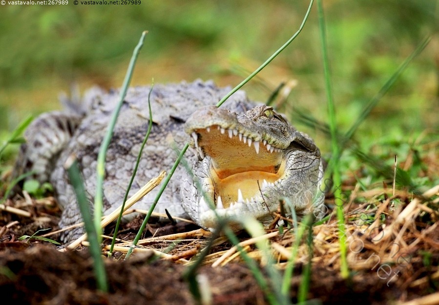 Kuva: Niilinkrokotiili - niilinkrokotiili Crocodylidae Crocodylus ...
