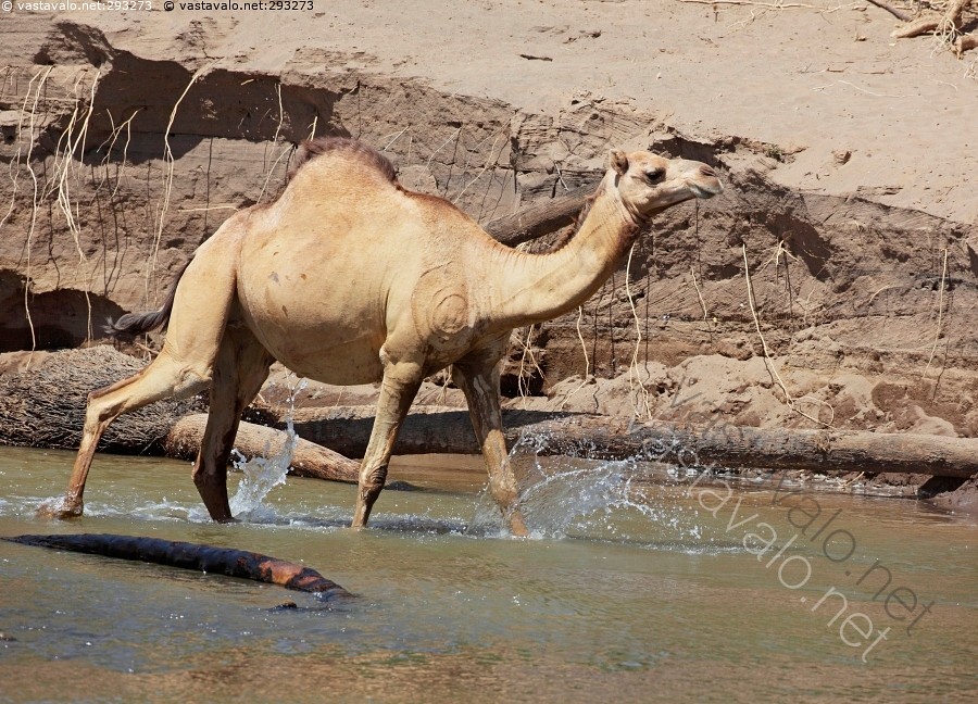 Kuva: Kameli - kameli Dromedaari Camelus dromedarius yksikyttyräinen ...