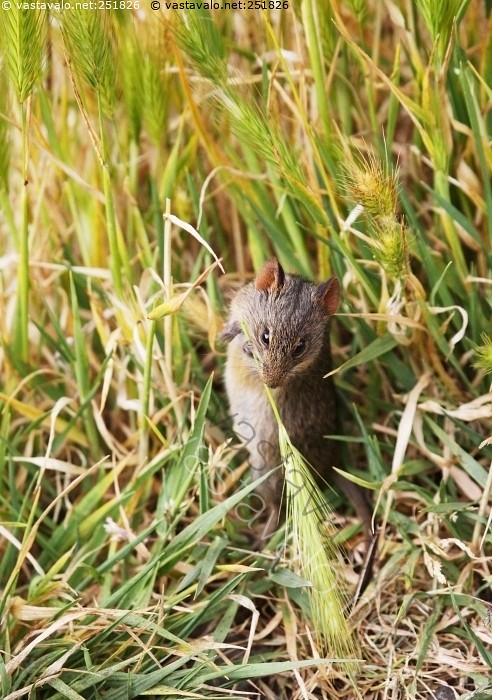 Kuva: Hiiri syö viljaa - hiiri jyrsijä hiirulainen vilja syödä turkki ...