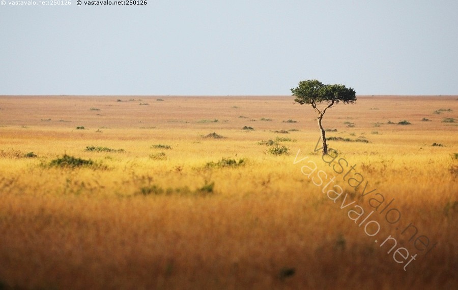 Kuva: Savanni - savanni safari heinikko tasanko heinä afrikka puu ...