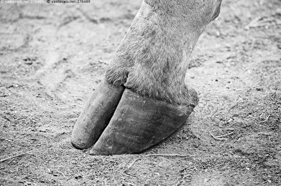 Kuva: Kirahvin sorkka - sorkka jalka maa maassa kavio eläin villieläin ...