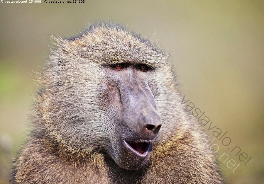 Kuva: Paviaani - paviaani Papio anubis apina nisäkäs eläin karva ...