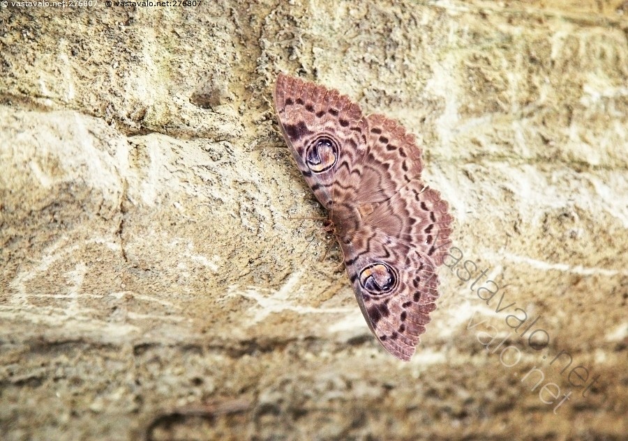 Kuva: Yöperhonen - perhonen yökkönen yöperhonen kookas iso kuvio ...