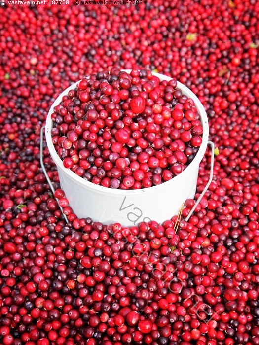 Kuva: Tonneittain - Vaccinium oxycoccos karpalo ämpäri mitta myydä ...