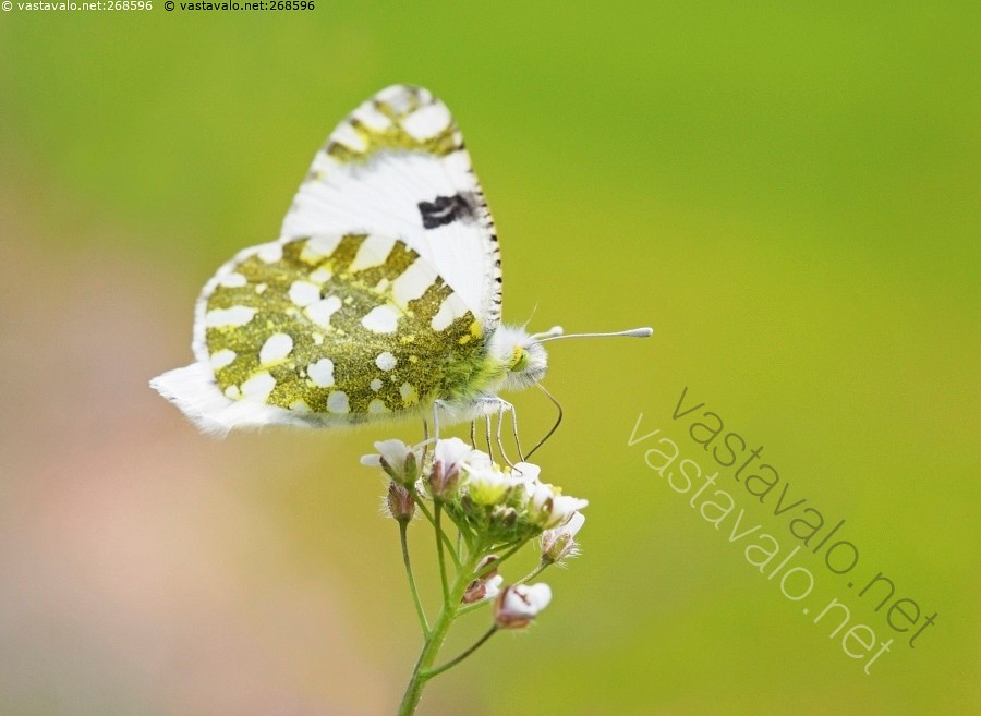 Kuva: Perhonen - perhonen sinappiperhonen päiväperhonen siipi siivet ...