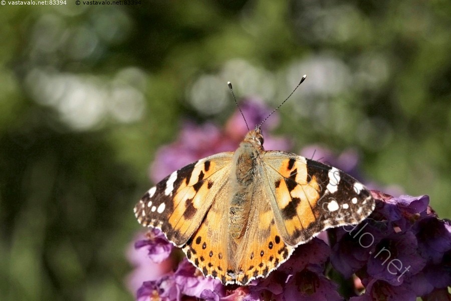 Kuva: Ohdakeperhonen - kesä Vanessa cardui lämmin kesäinen eläin ...
