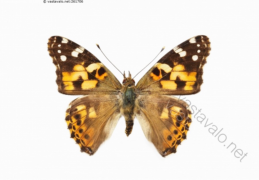 Kuva: Ohdakeperhonen - ohdakeperhonen Vanessa cardui täpläperhonen ...