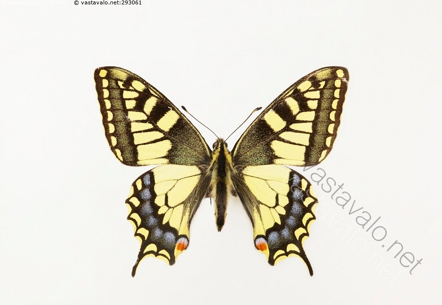 Kuva: Ritariperhonen - ritariperhonen Papilio machaon ritari keltainen ...