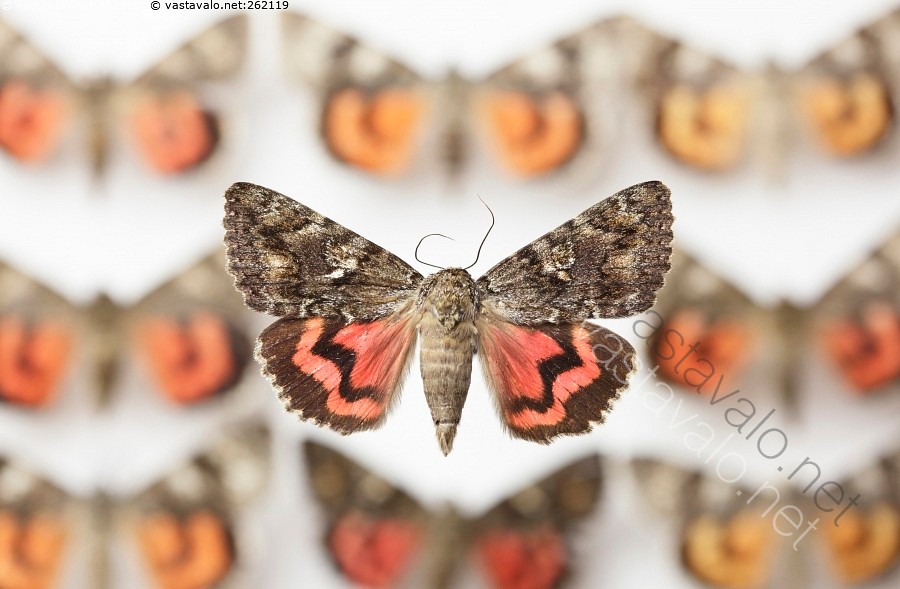 Kuva: Ritariyökkönen - perhonen yökkönen yöperhonen kokoelma ...