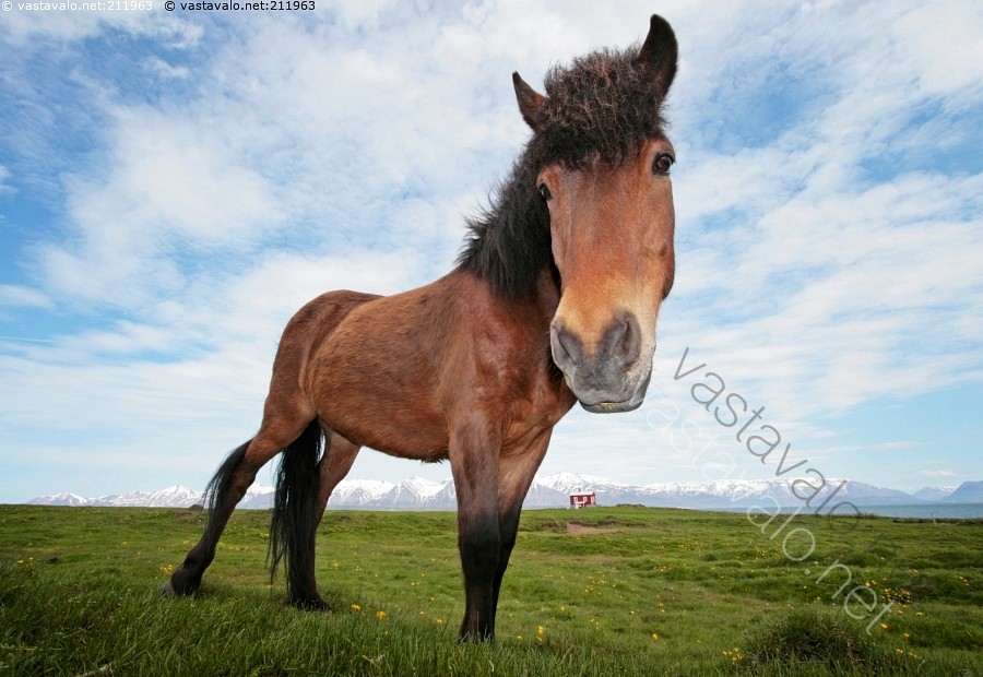 Kuva: Islanninhevonen - islanninhevonen issikka islanti hevonen koni ...