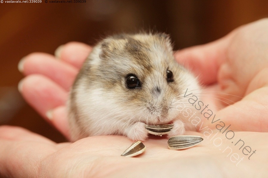 Kuva: Kääpiöhamsteri - kääpiöhamsteri hamsteri siemen ...