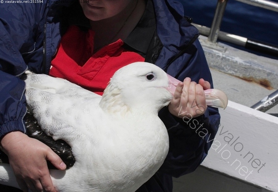 Kuva: Albatrossi - jättiläisalbatrossi Diomedea exulans Diomedeidae ...
