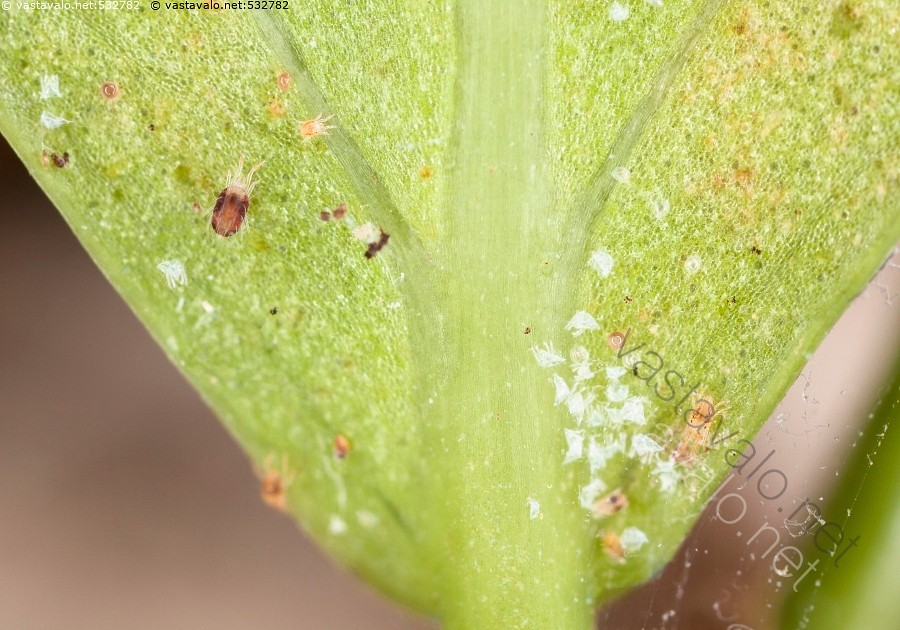 Kuva: Vihannespunkki - vihannespunkki Tetranychus urticae punkki ...