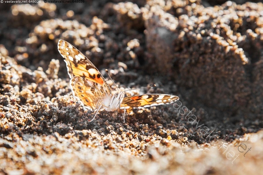Kuva: Ohdakeperhonen - kesä perhonen Vanessa cardui lämmin kesäinen ...