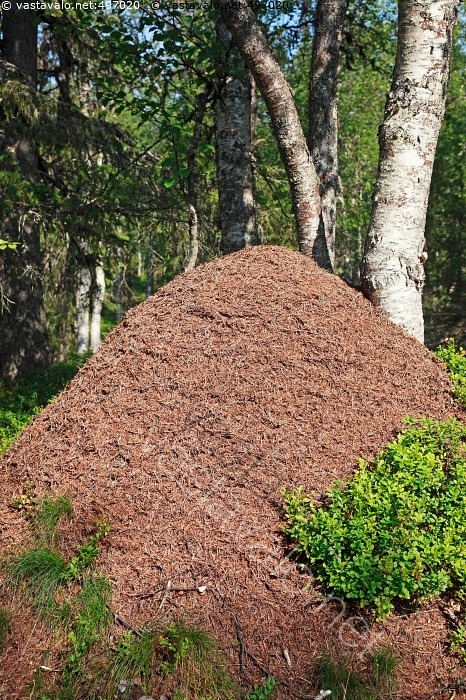 Kuva: Muurahaiskeko - muurahainen murkku kekomuurahainen luonto ...