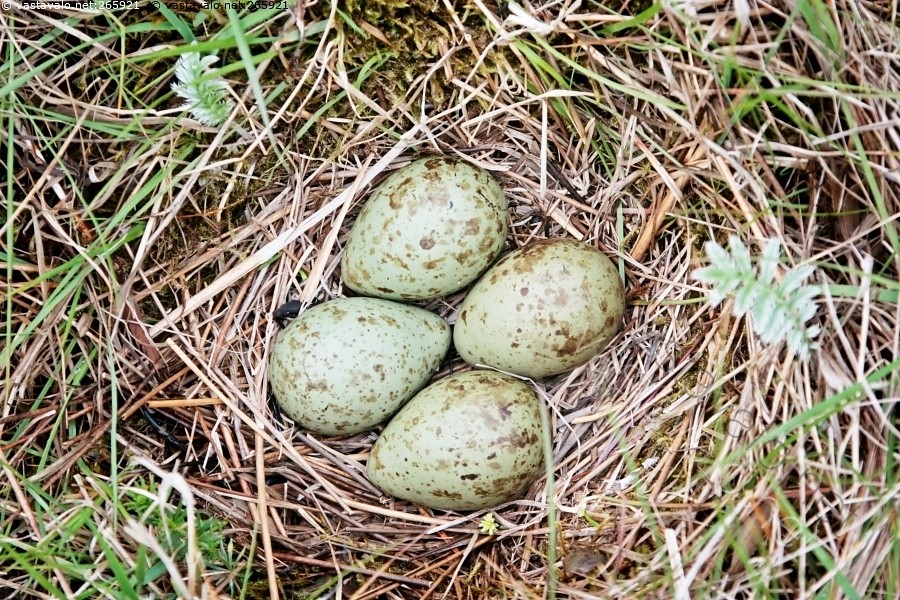 Kuva: Pikkukuovin pesä - pikkukuovi numenius phaeopus muna linnunmuna ...