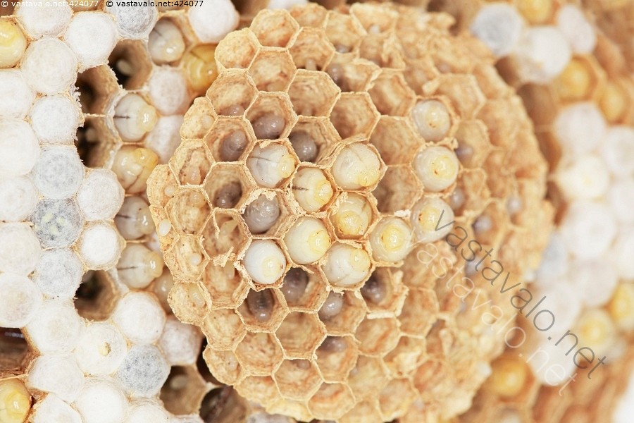 Kuva: Ampiaisen pesä - ampiaispesä pistiäiset hyönteiset yhdyskunta ...