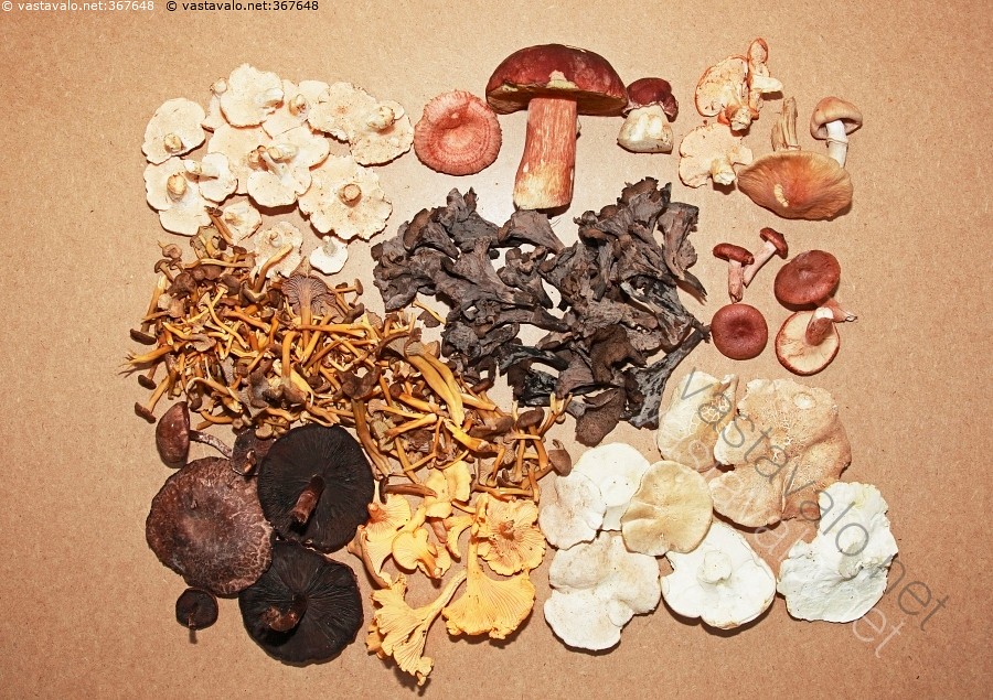 Kuva: Metsän valitut palat - vaaleaorakas karvarousku herkkutatti ...