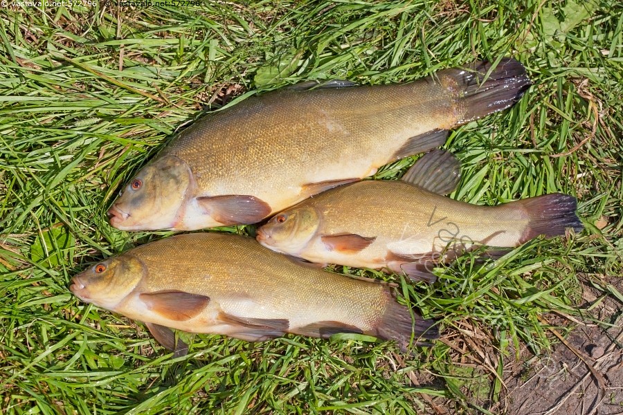 Kuva: Suutari - suutari Tinca tinca kala suomut evä evät ...