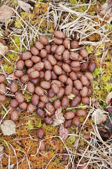 Kuva: Hirvenpapanat - uloste hirvi hirven papana kasa kakka kakkaa ...