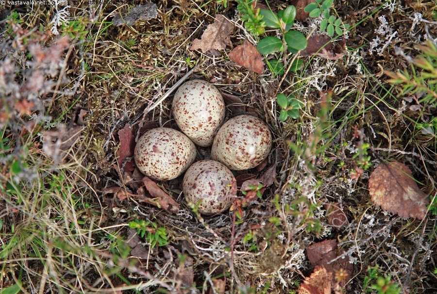 Kuva: Rantasipin pesä - Actitis hypoleucos rantasipi maapesä pesä ...