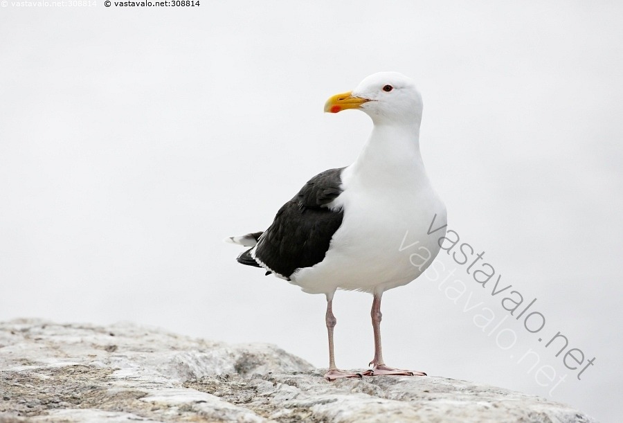 Kuva: Merilokki - merilokki lintu Larus marinus lokki lokkilintu linnut ...
