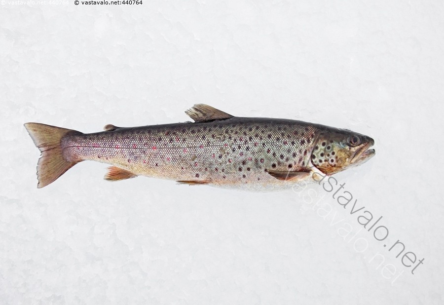 Kuva: Taimen - taimen Salmo trutta saaliskala kalastus kala lohikala ...